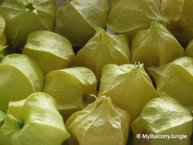 Ground Cherries